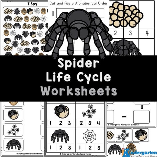 123 - 🕷️ FREE Printable Spider Life Cycle Worksheets for Kids https ...