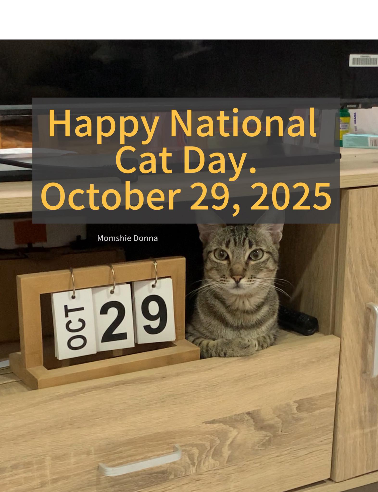 Momshie - Happy National Cat Day! 🫶Love ko ang lahat ng mga Mingming.😻😘 ...