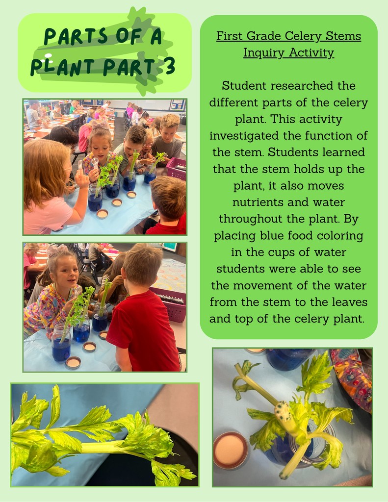 Greenwood - Parts of a Plant Part 3 - Celery! | Facebook