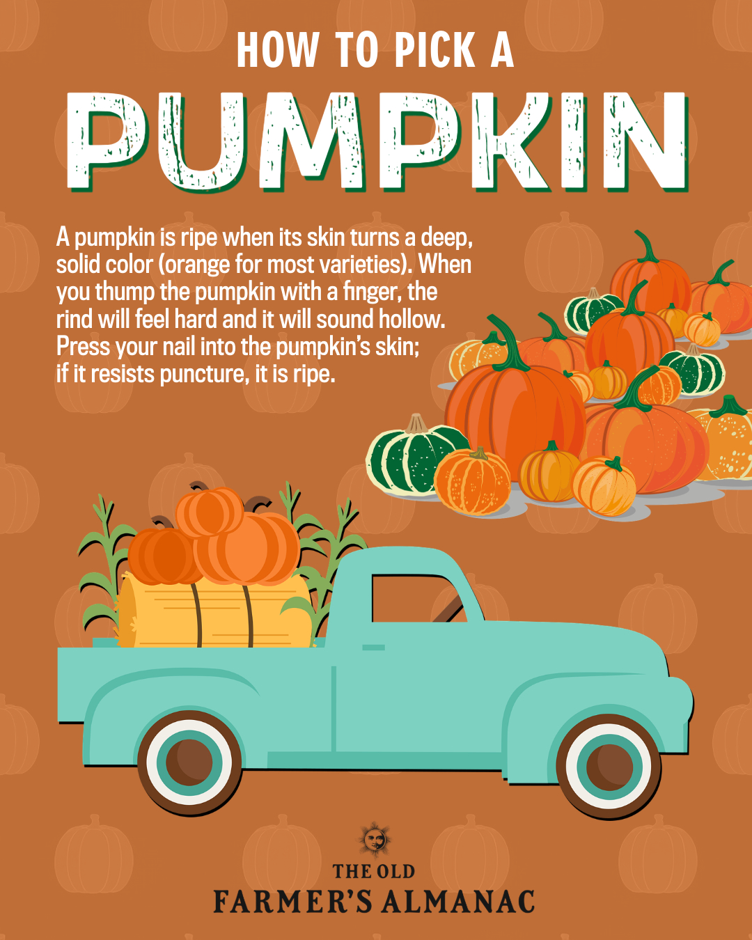 The Old - HOW TO PICK A PERFECT PUMPKIN: Follow these 5 steps! 👀 🎃 Look ...