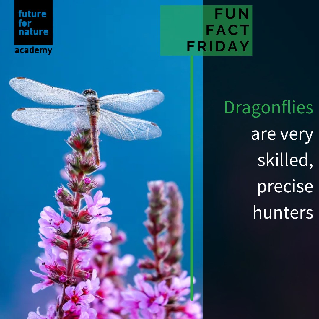 Future - Dragonflies catch their insect prey by grabbing it with their ...