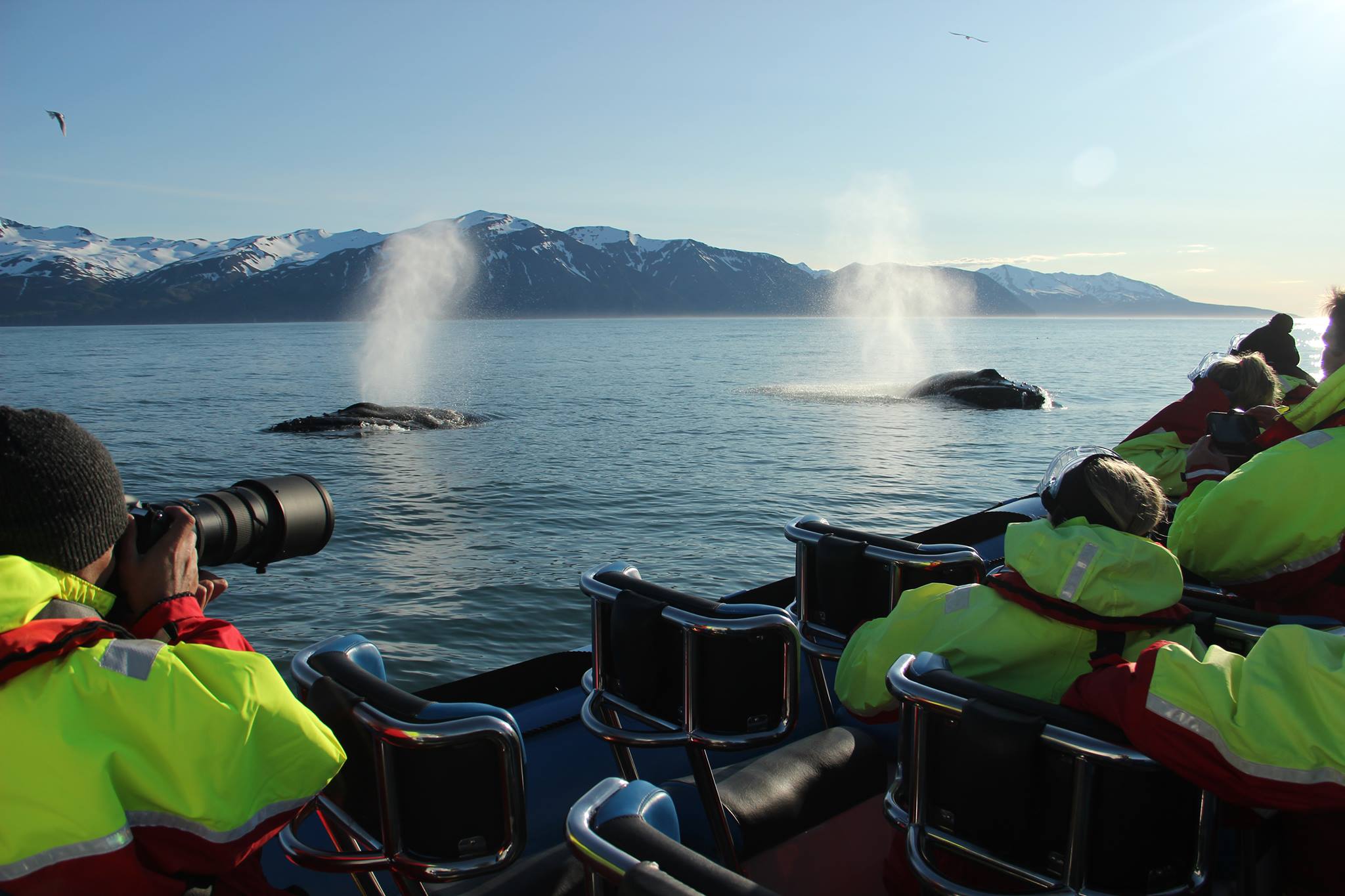Gentle Giants Whale Watching | Húsavík
