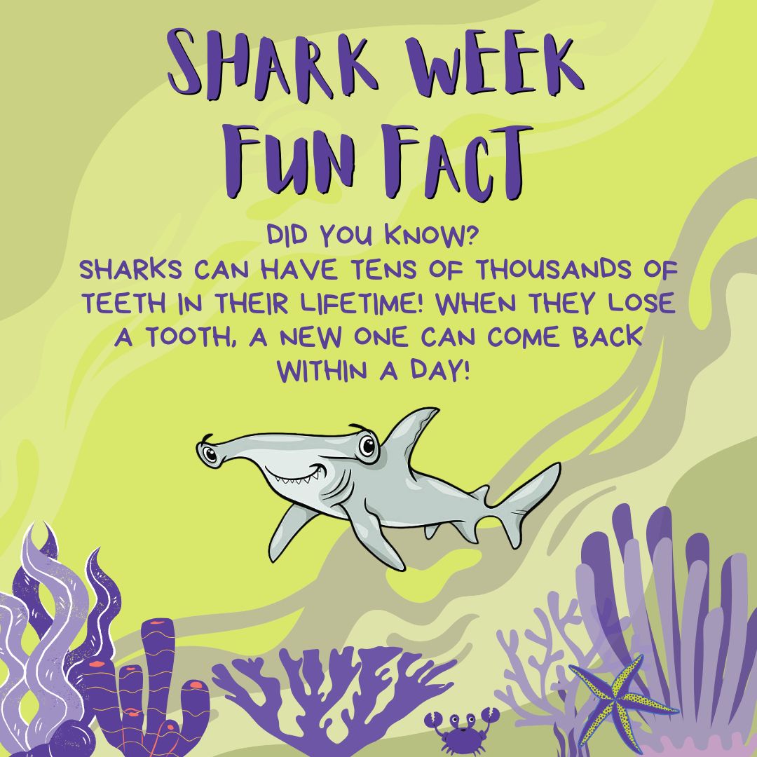 🦈 Sink Your Teeth into Shark... - North Valley Orthodontics | Facebook