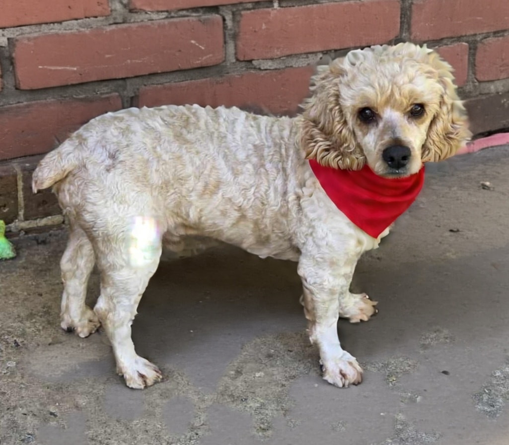 Georgia - 🐾 Meet Noodle – Our Little Miracle Poodle! 🐩 ️ Sweet Noodle ...