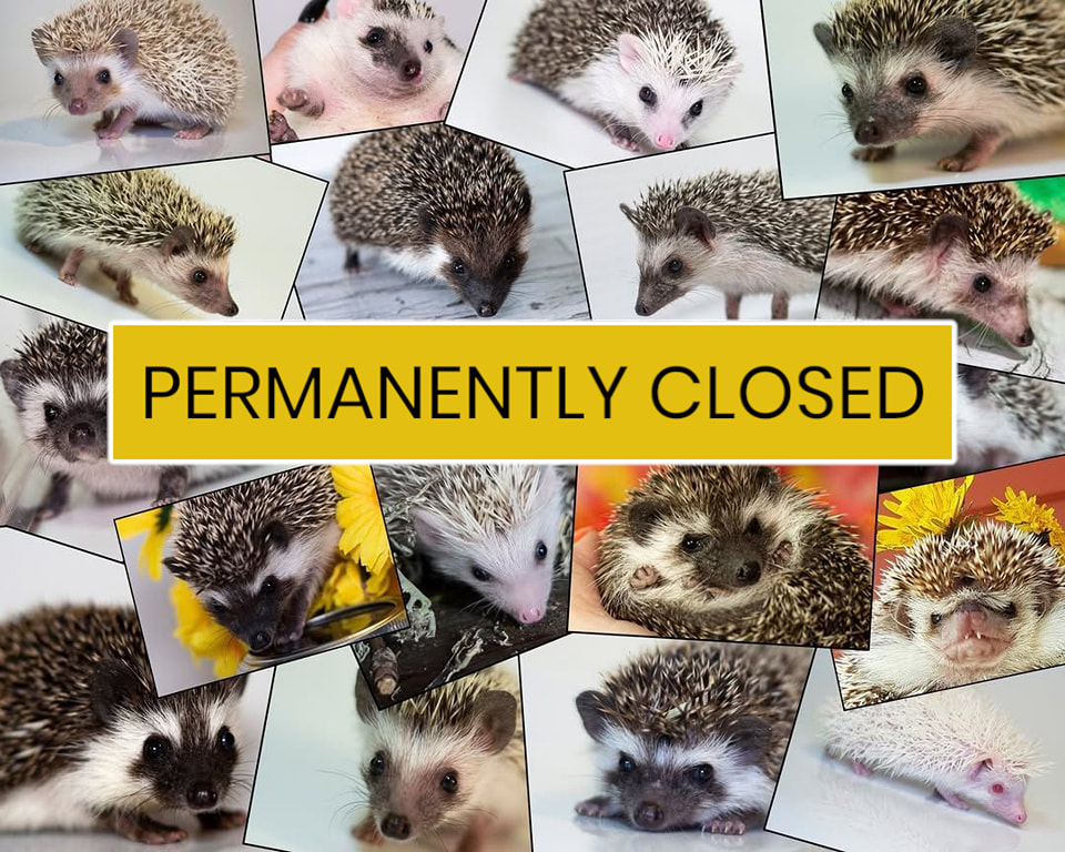 Crooked Quills Hedgehogs - Here’s our 3 babies we have available! We ...