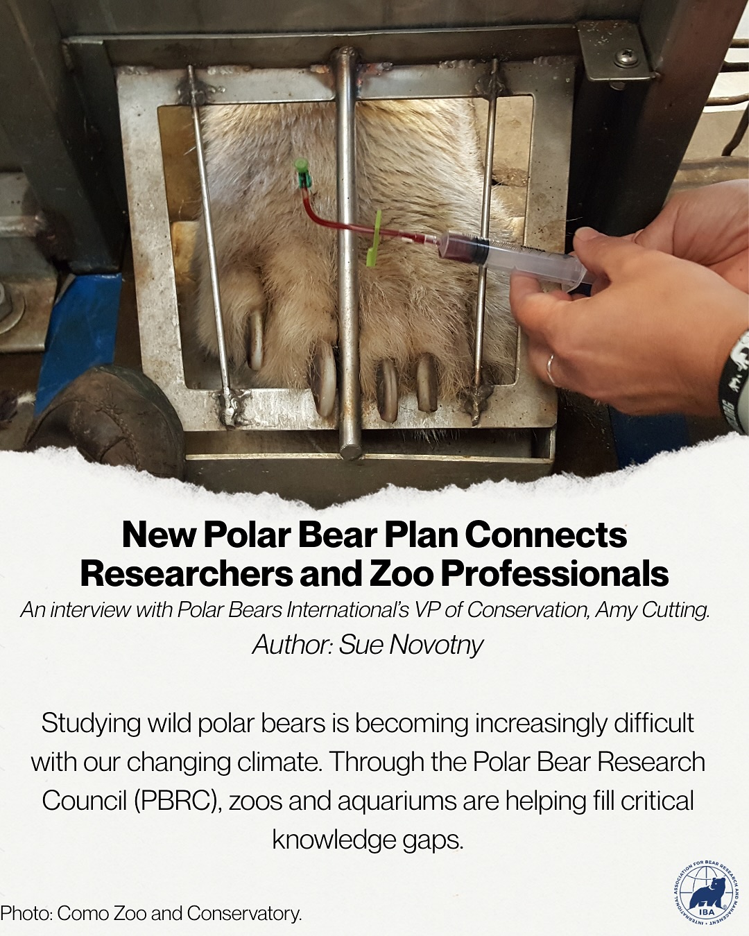 International Association for Bear Research & Management