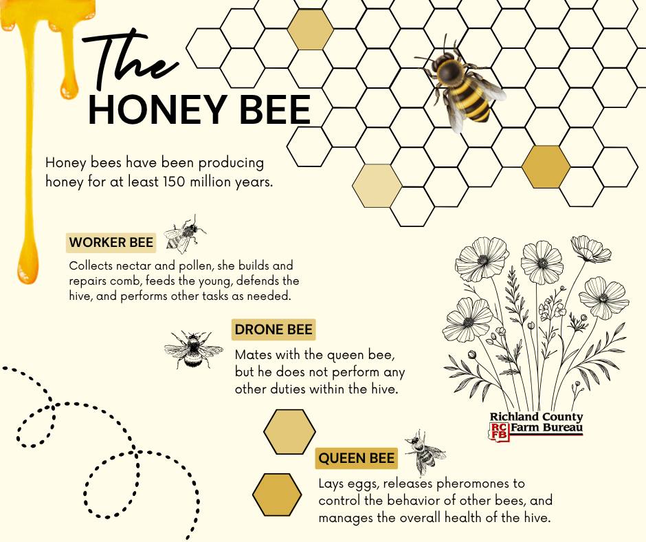 Richland - 🐝🌸Pollinator Week Spotlight: Meet the Honeybee Hive Team!👑🍯 ...