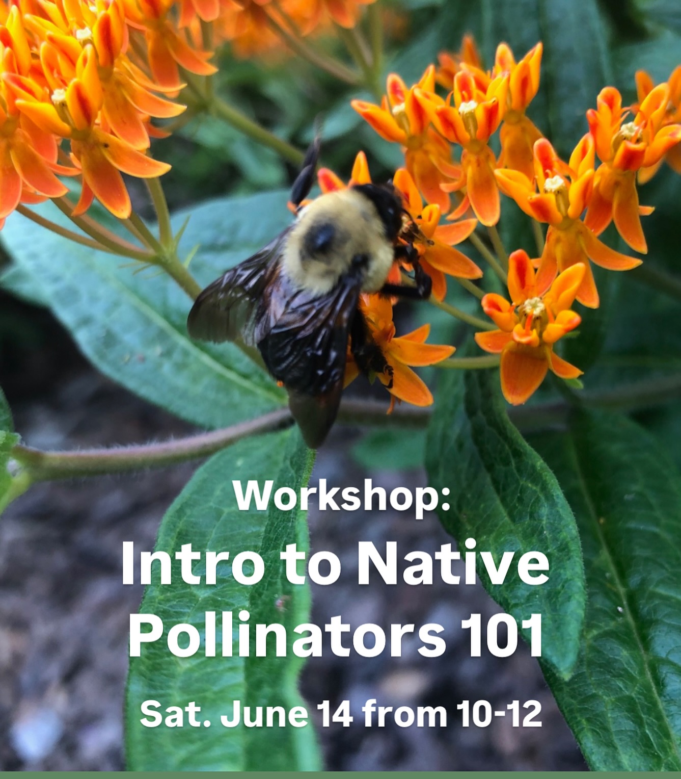 Reems - It’s Pollinator Month, so let’s meet our local pollinators ...