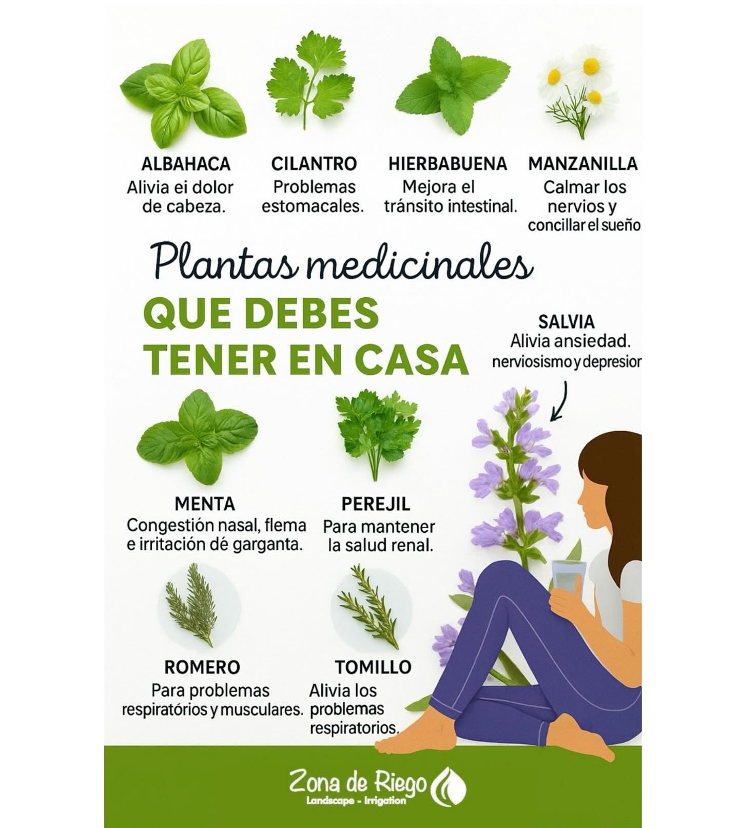 Zona 🌿 Plantas Medicinales Que Debes Tener En Casa 🌿 La Naturaleza
