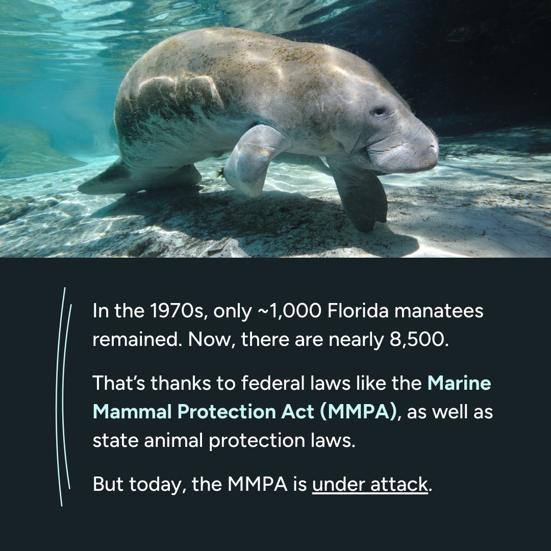 Since 1972, the Marine Mammal... - Animal Welfare Institute | Facebook