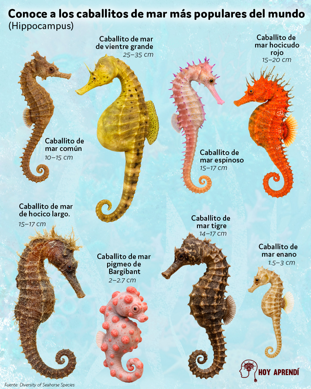 Hoy - Conoce a los caballitos de mar más populares del mundo. 🌊 1 ...