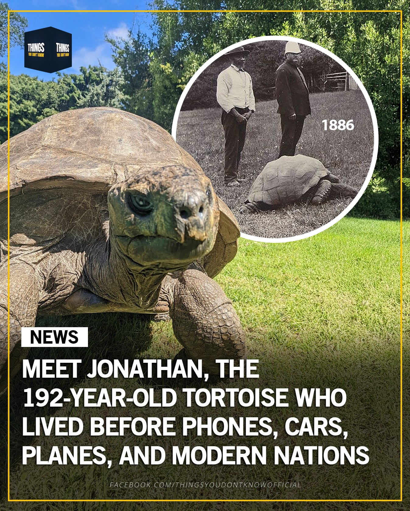 Things - Jonathan is more than just a tortoise. He is a living piece of ...