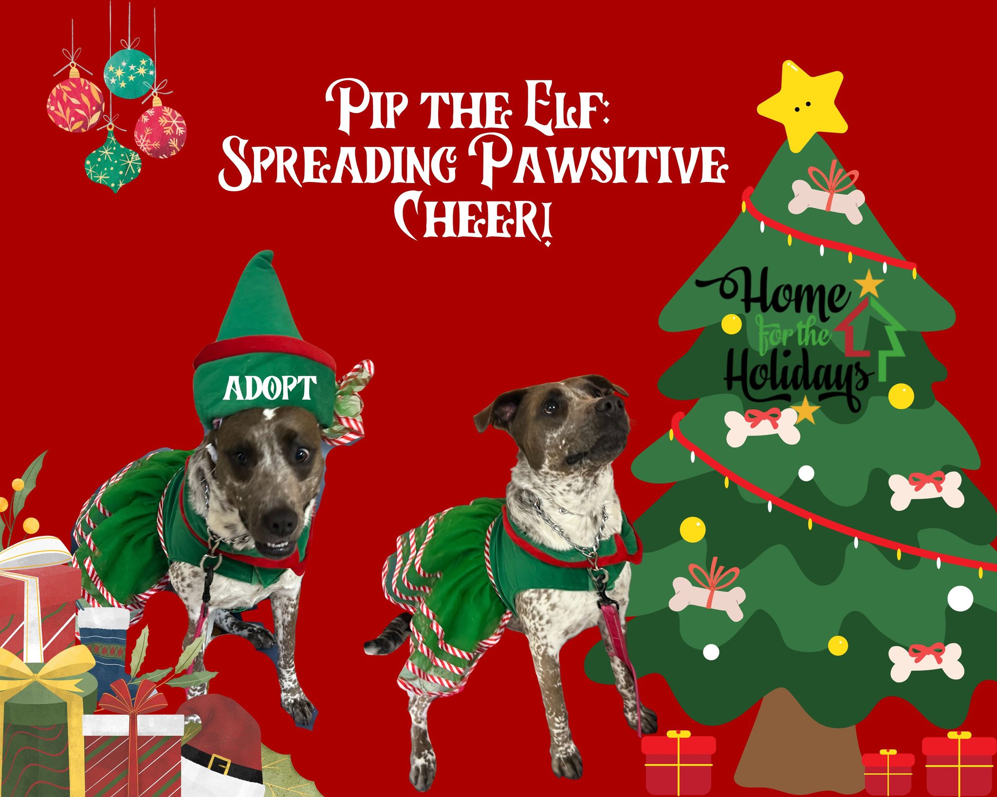 🎄🐾 Elf on the Loose! 🐾 ️... - Jersey Shore Animal Center | Facebook