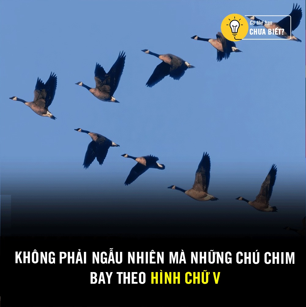 Bạn có biết vì sao chim bay theo... - Có thể bạn chưa biết? | Facebook