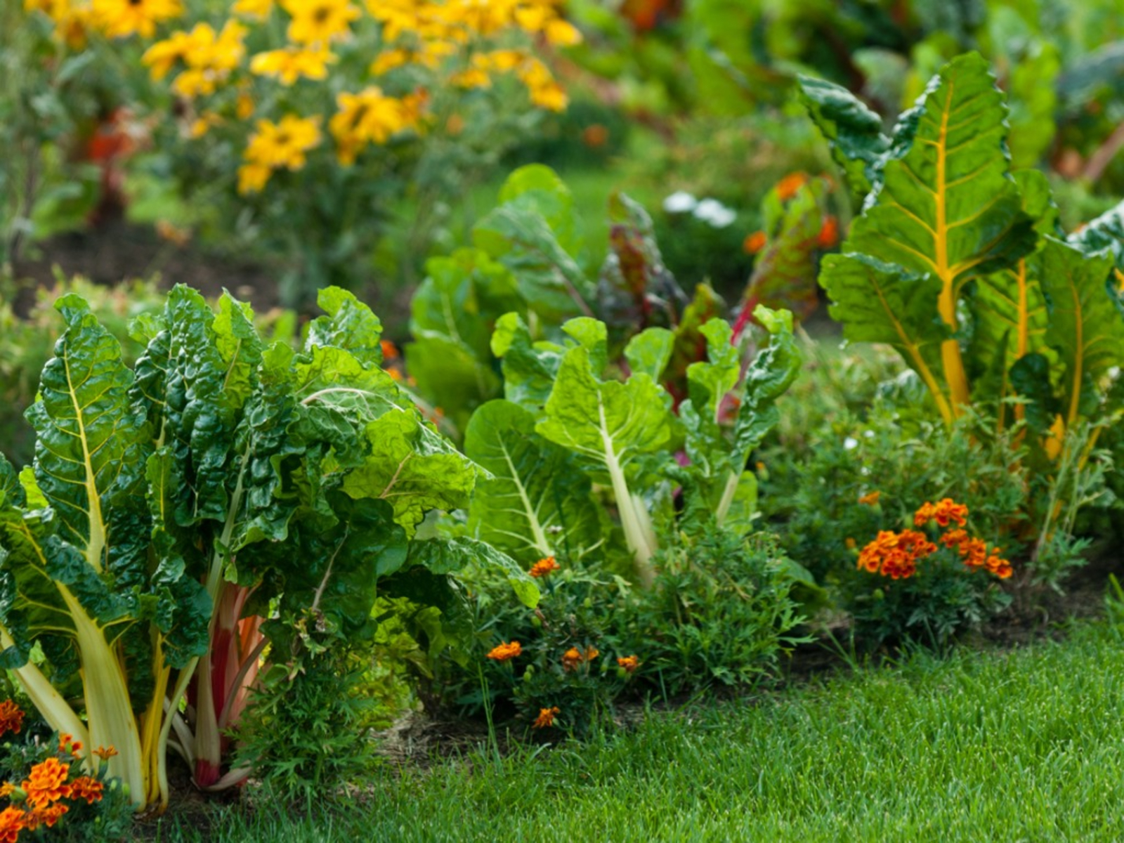 Love My Garden - Love My Garden added a new photo — in...