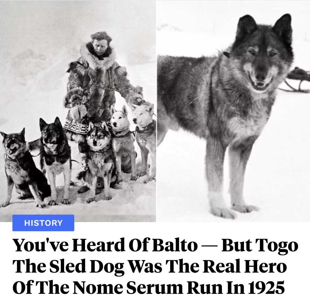 All - Balto is often celebrated as the heroic dog who delivered life ...