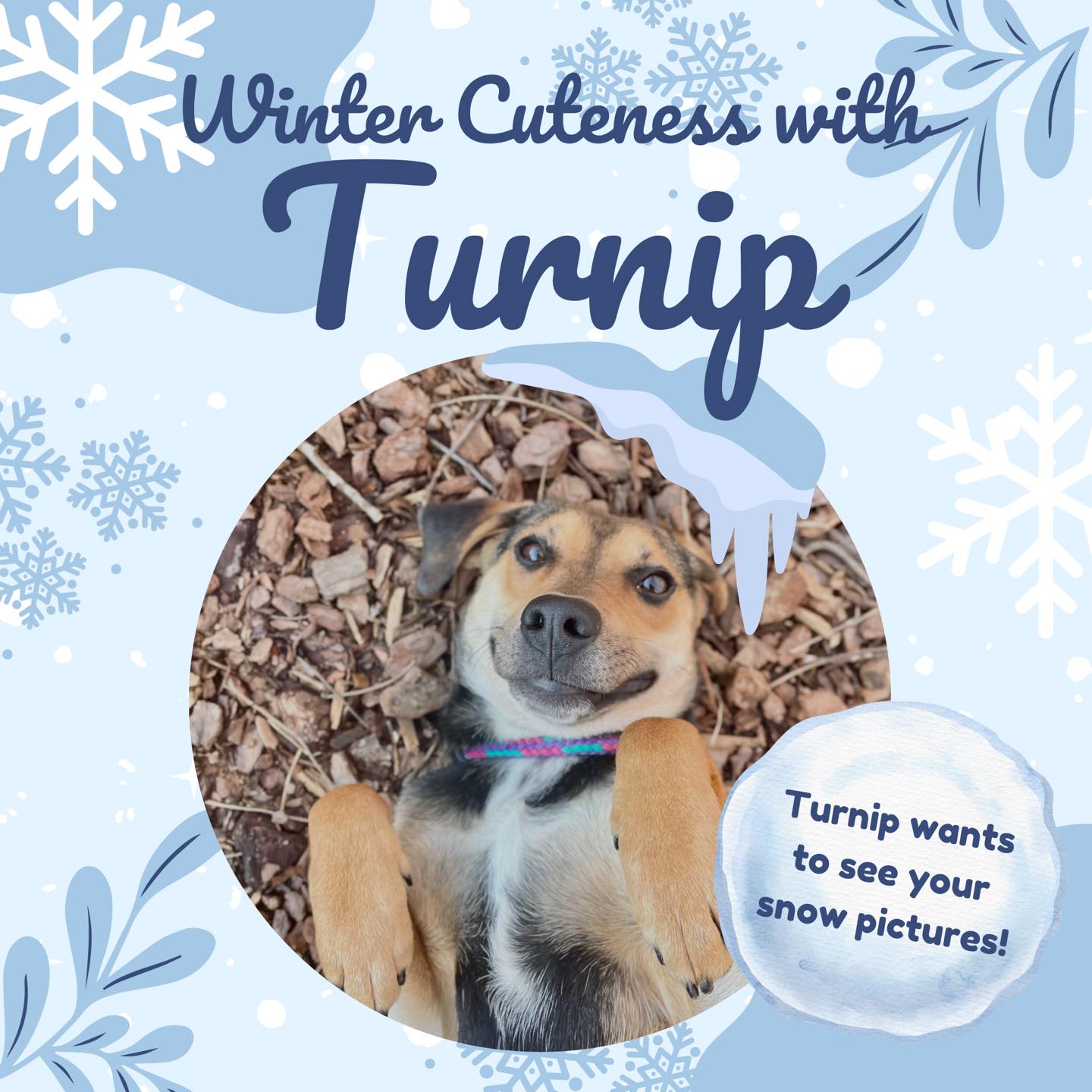 Animal - ️🐾 Show Us Your Winter Storm Weekend Activities! 🐾 ️ Caswell ...