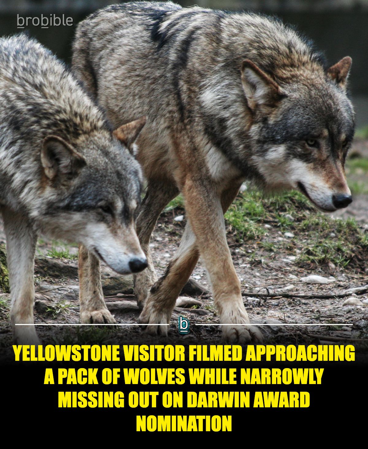 BroBible - Yellowstone National Park is filled with signs reminding ...