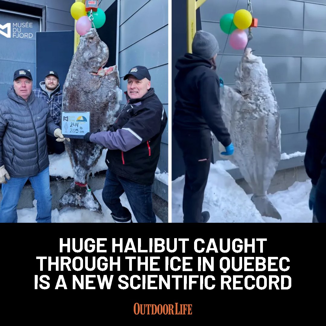 Outdoor - The 244 pounder was one of the last Atlantic halibut caught ...