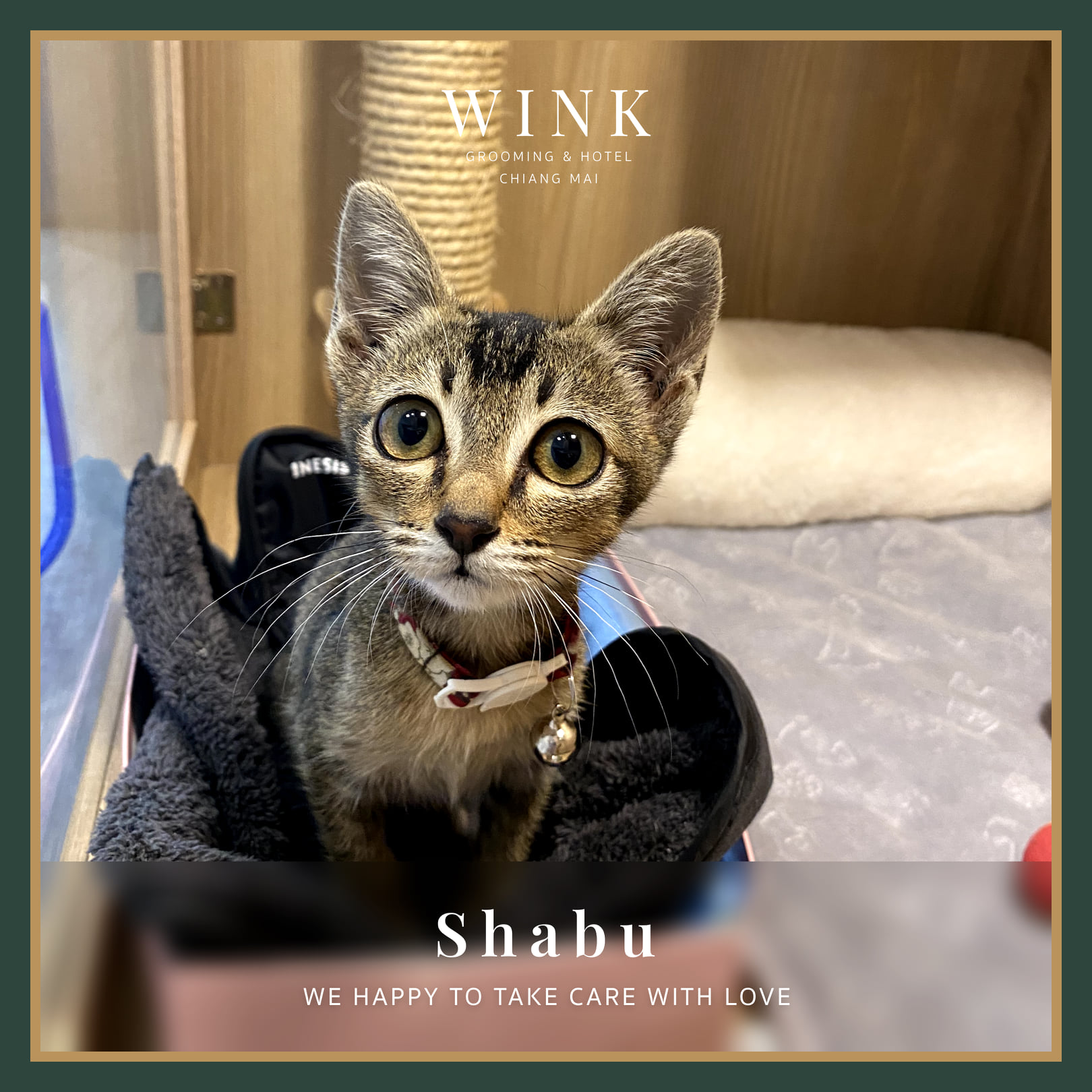 Wink Grooming And Hotel โรงแรมแมว สปาและอาบน้ำตัดขนแมว