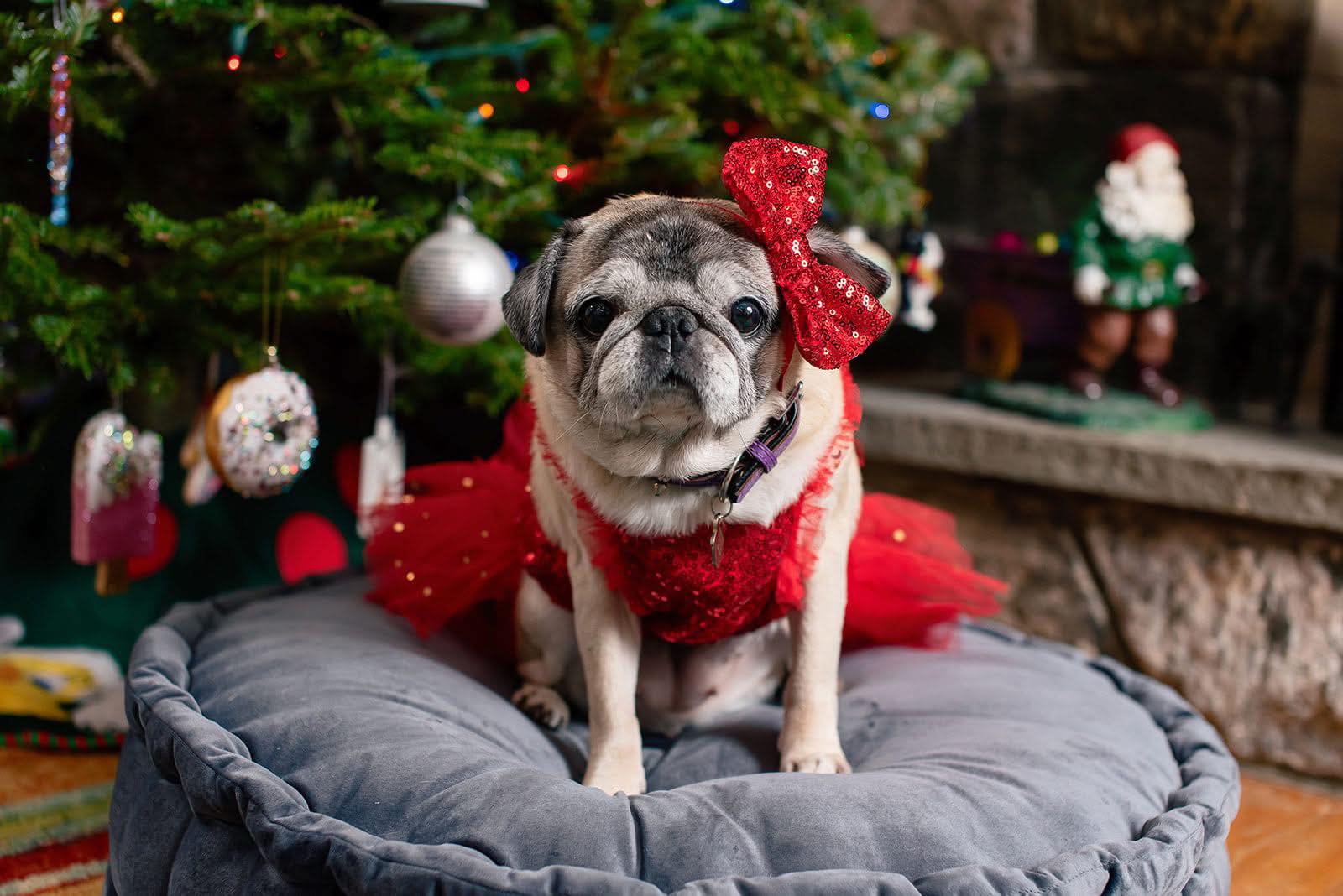 Sprout The Pug - Sprout here! It's #ThrowBackThursday! Today we go back ...