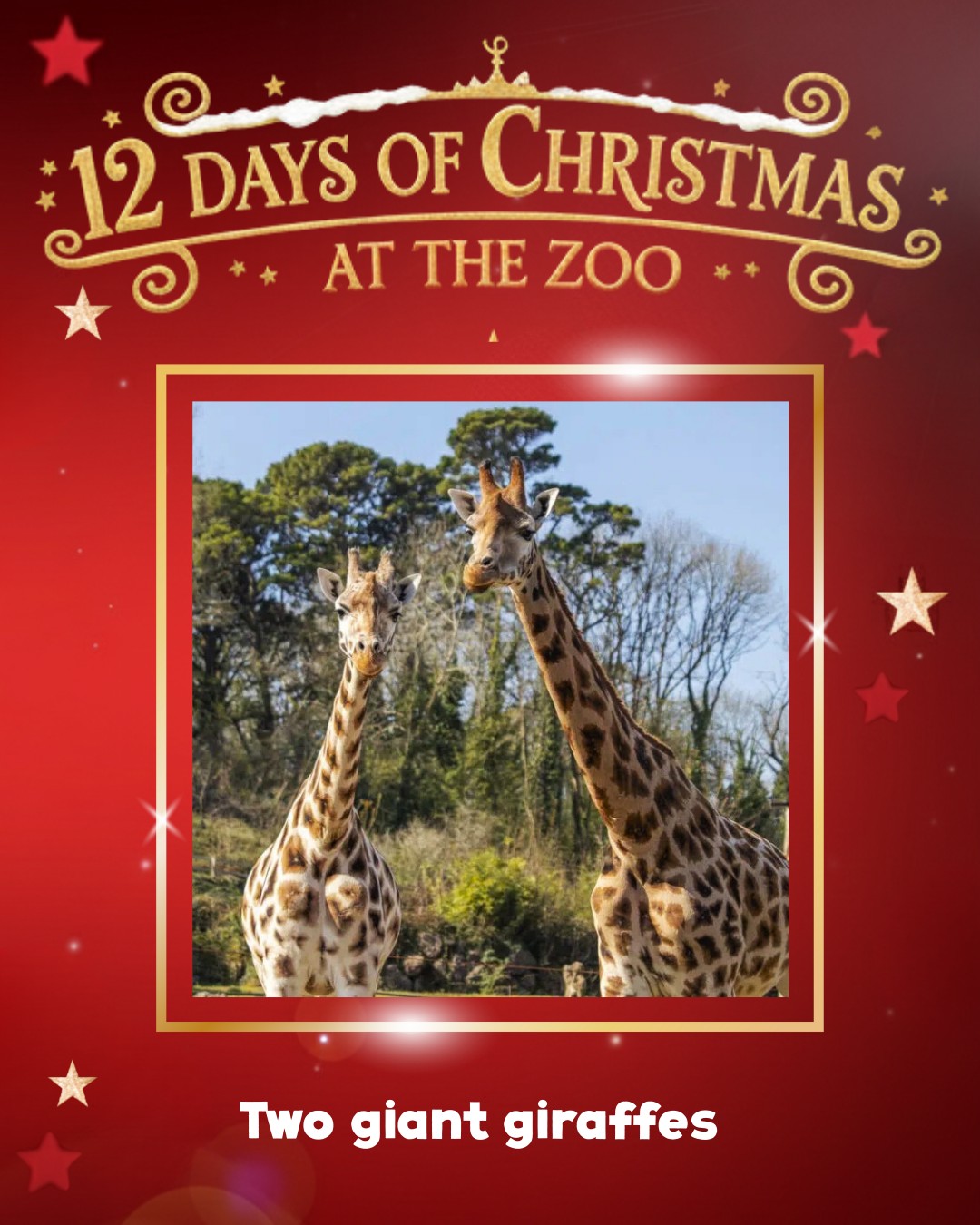 Paignton Zoo - 🎁 Twelve Days of Christmas: Day TWO 🎅🦁 Our... | Facebook