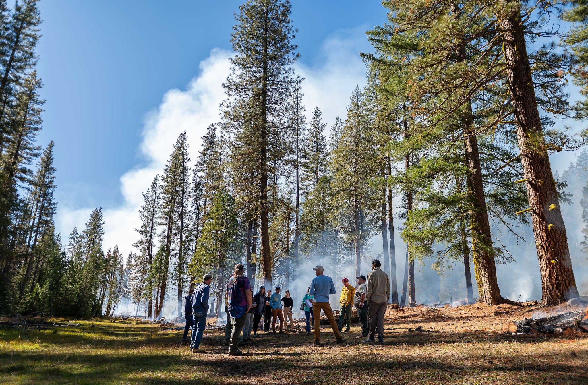 Sierra - Big news for Northern California forests and watersheds! Two ...
