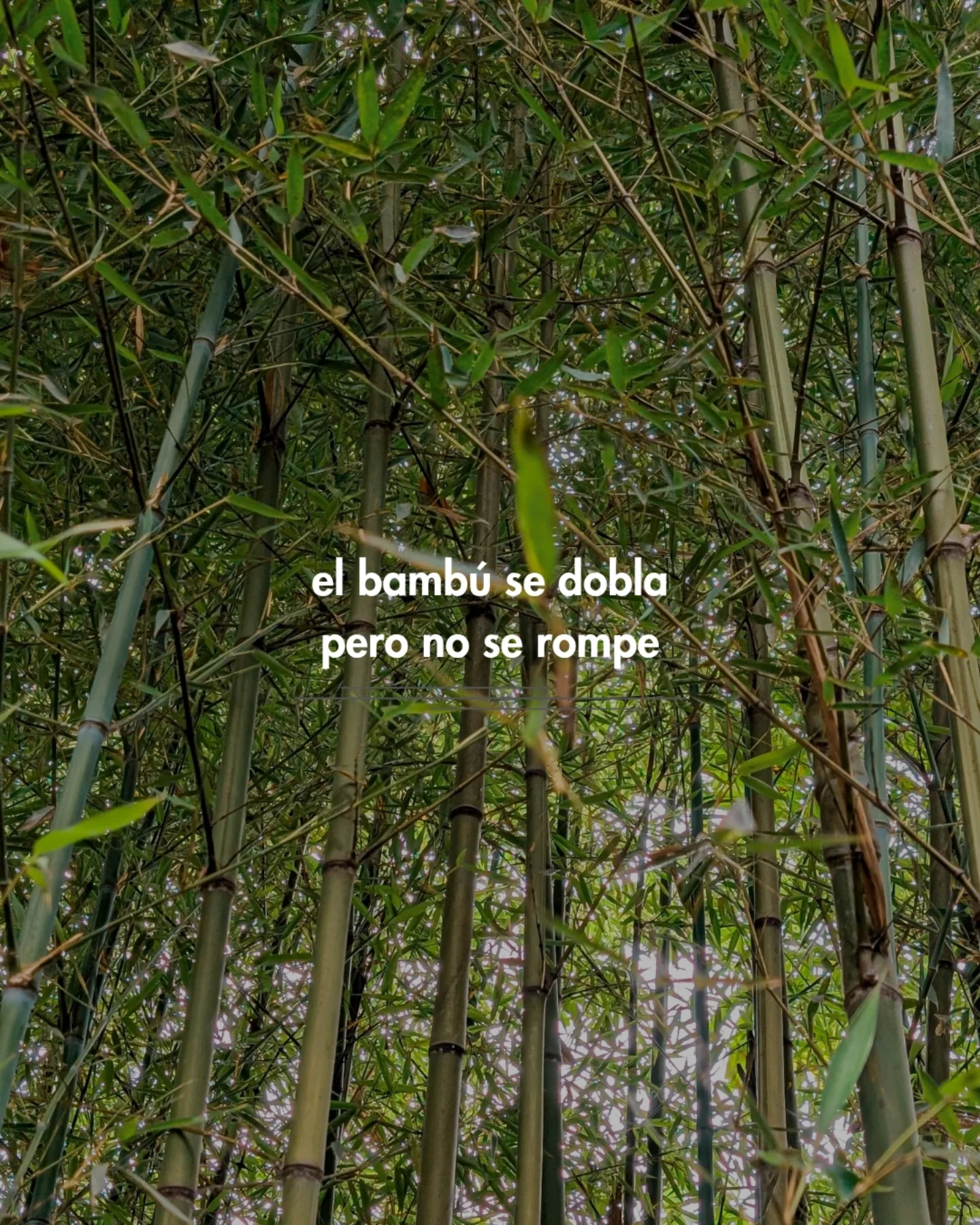 El “el Bambú Se Dobla Pero No Se Rompe” 🌱 Este Proverbio Japonés 4119