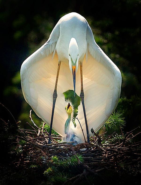 - The Chinese egret (Egretta... - One Big Birdcage | Facebook