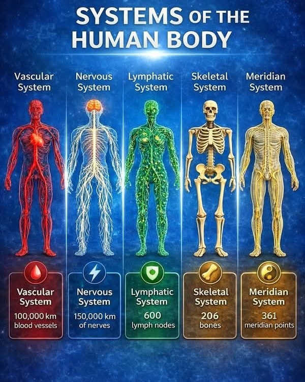 Biology - The human body has 11 interconnected systems—Integumentary ...