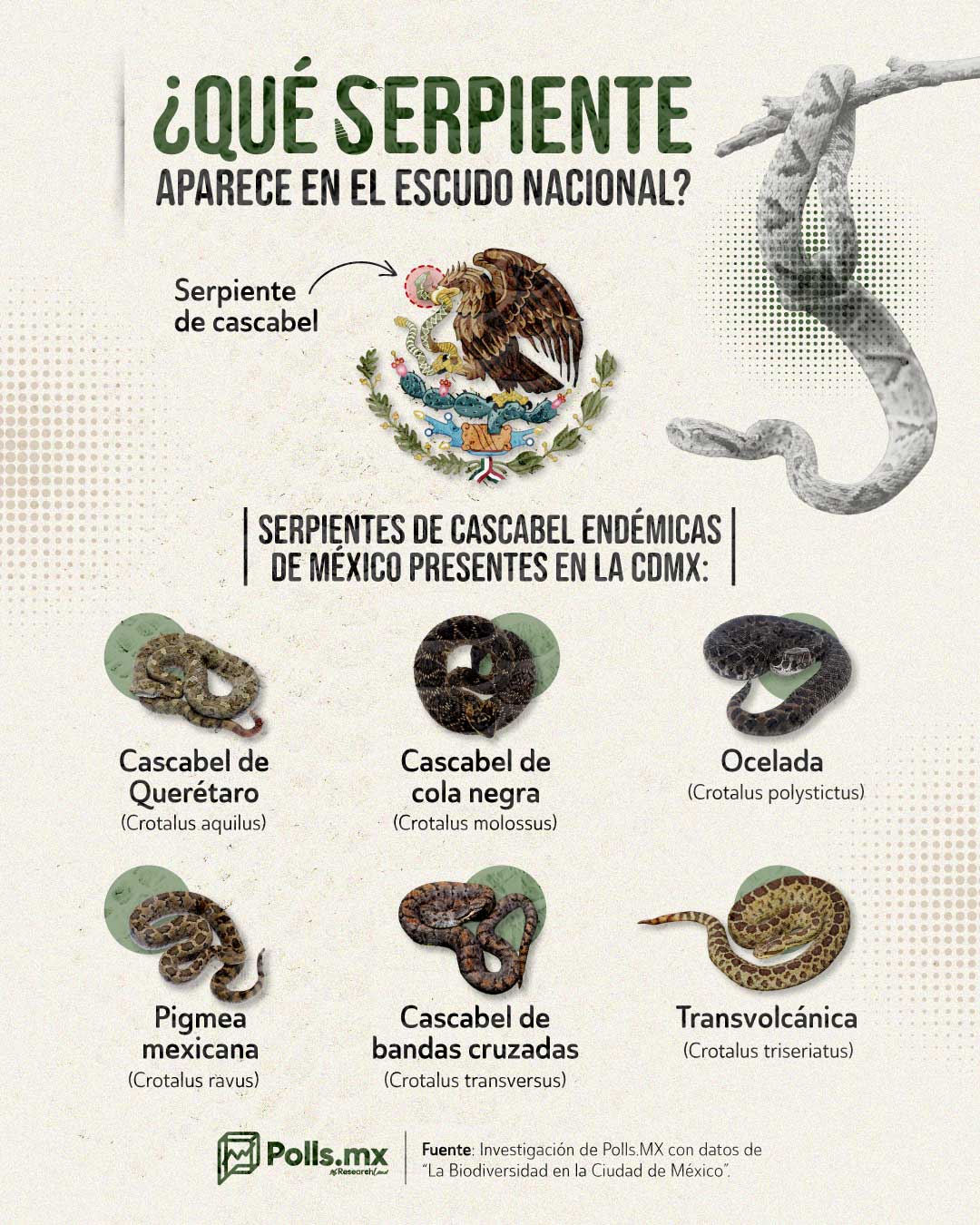 Pollsmx 🇲🇽🐍 Las Víboras De Cascabel Una De Las Más Endémicas De