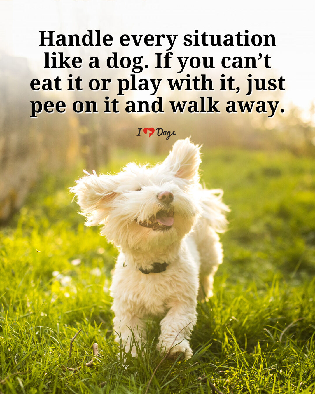 iHeartDogs - Dogs really have the right idea when it comes to managing ...