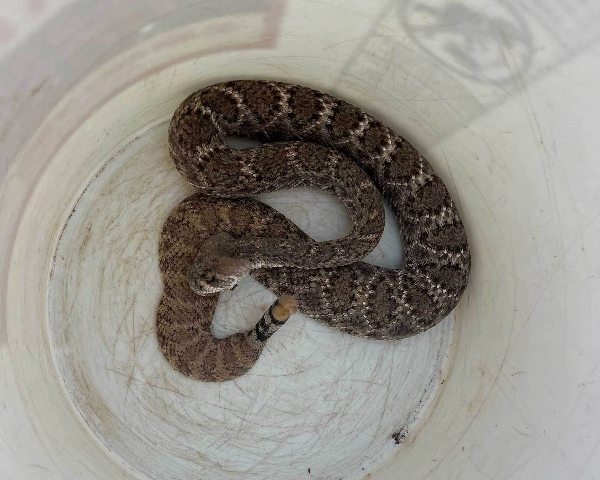 Rattlesnake Solutions - An amazing story from Dave showing the ...