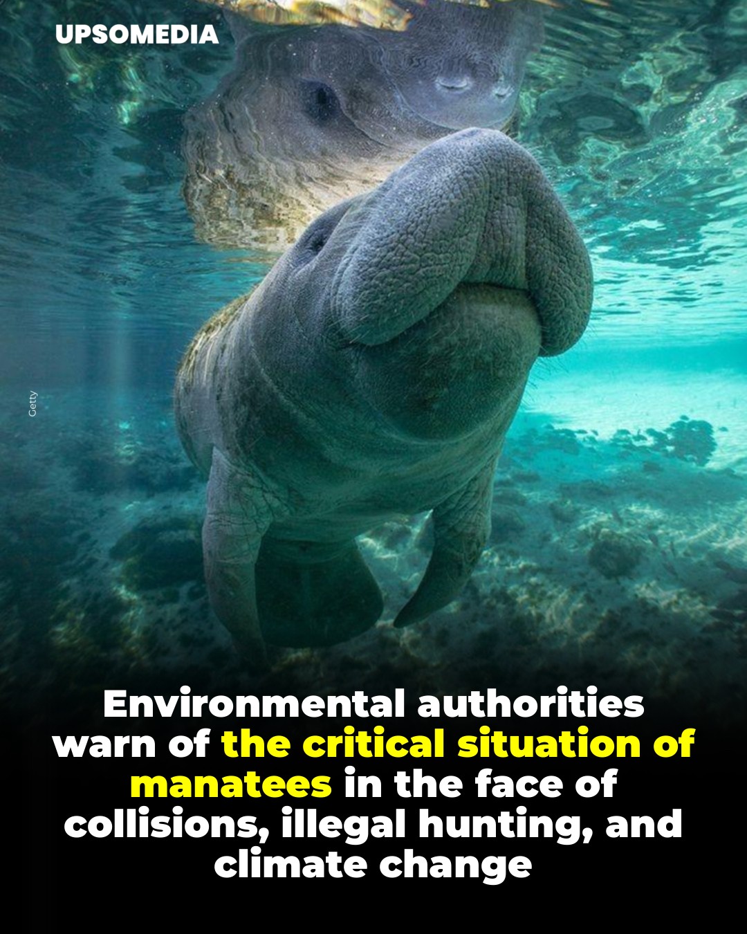 The Kiwi - Manatees face a serious risk to their survival due to ...