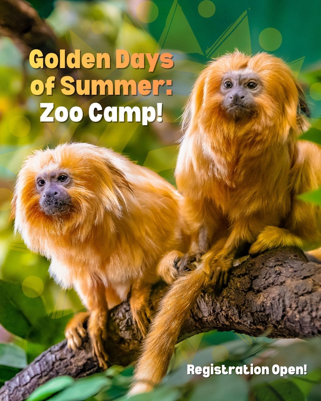 Summer Zoo Camp registration is now... - Rosamond Gifford Zoo | Facebook
