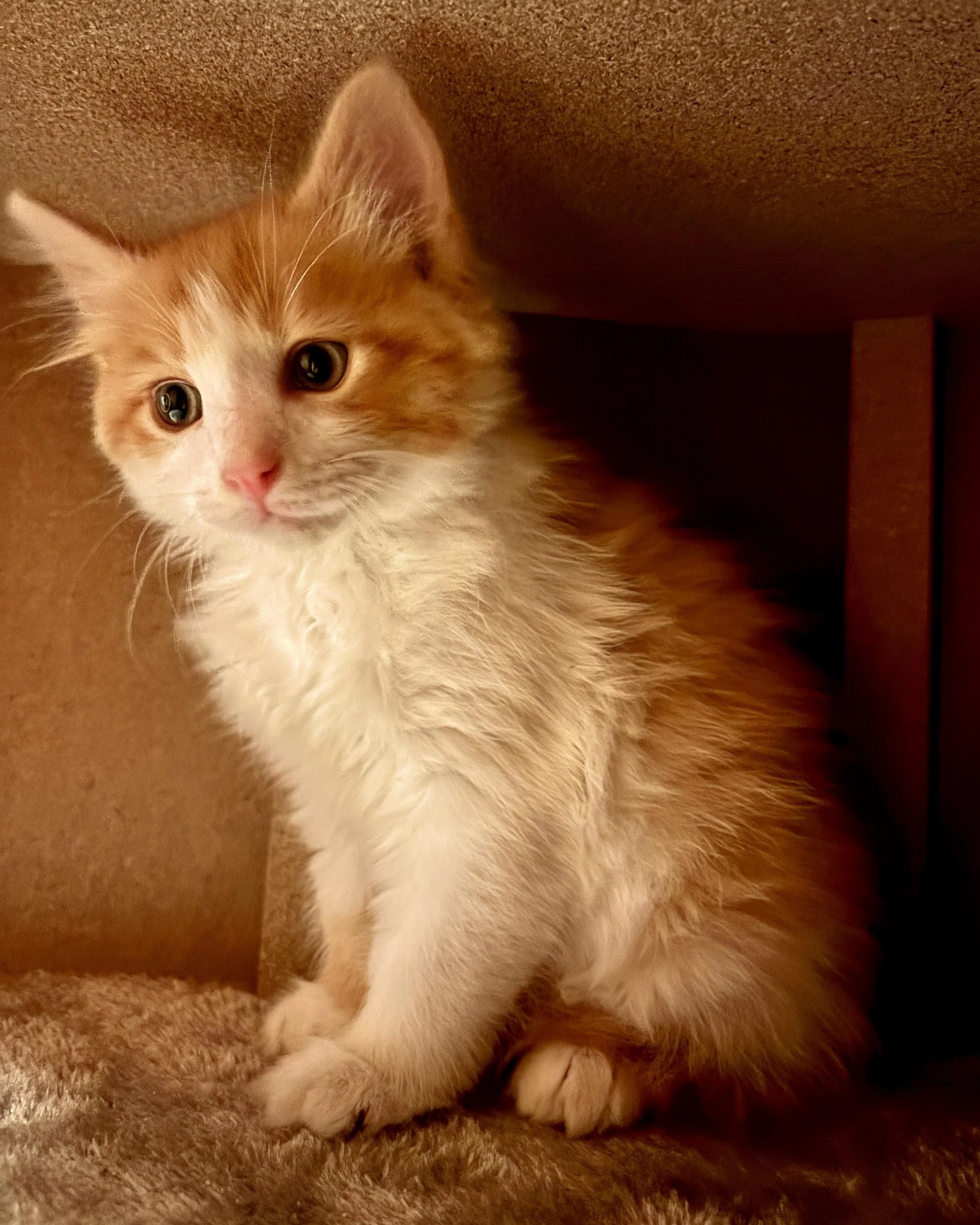 The Meow - Meet Mac — the sweetest little orange puff you’ve ever seen ...