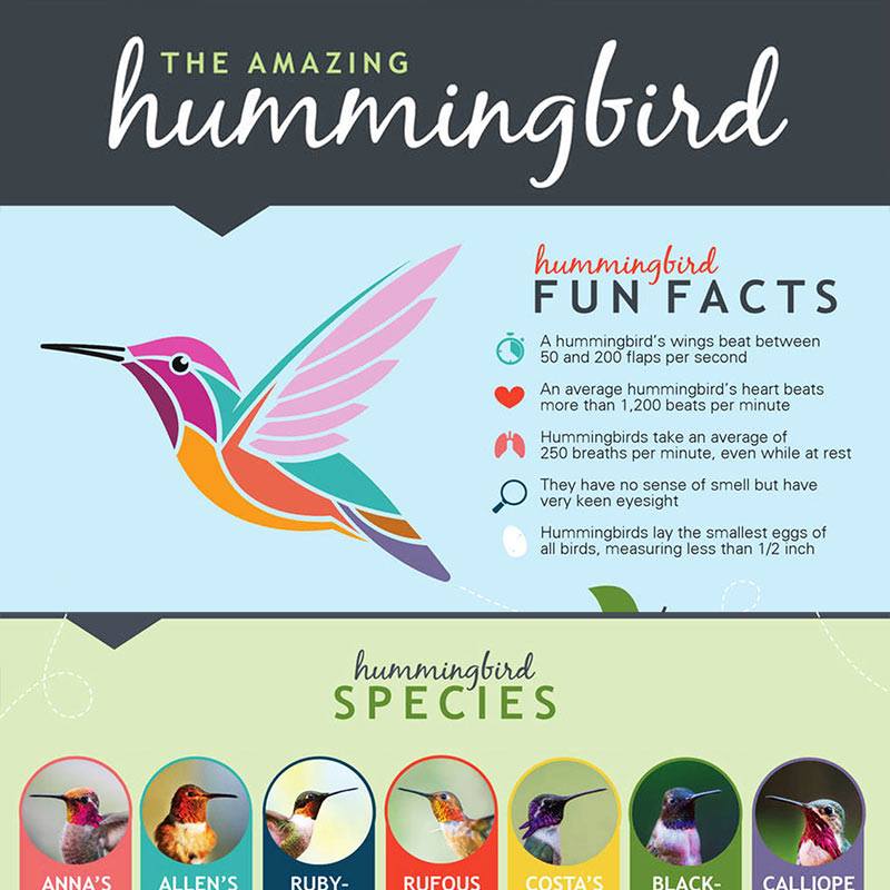 Infogrades - Fun facts you probably didn't know about Hummingbirds 🐦 ...