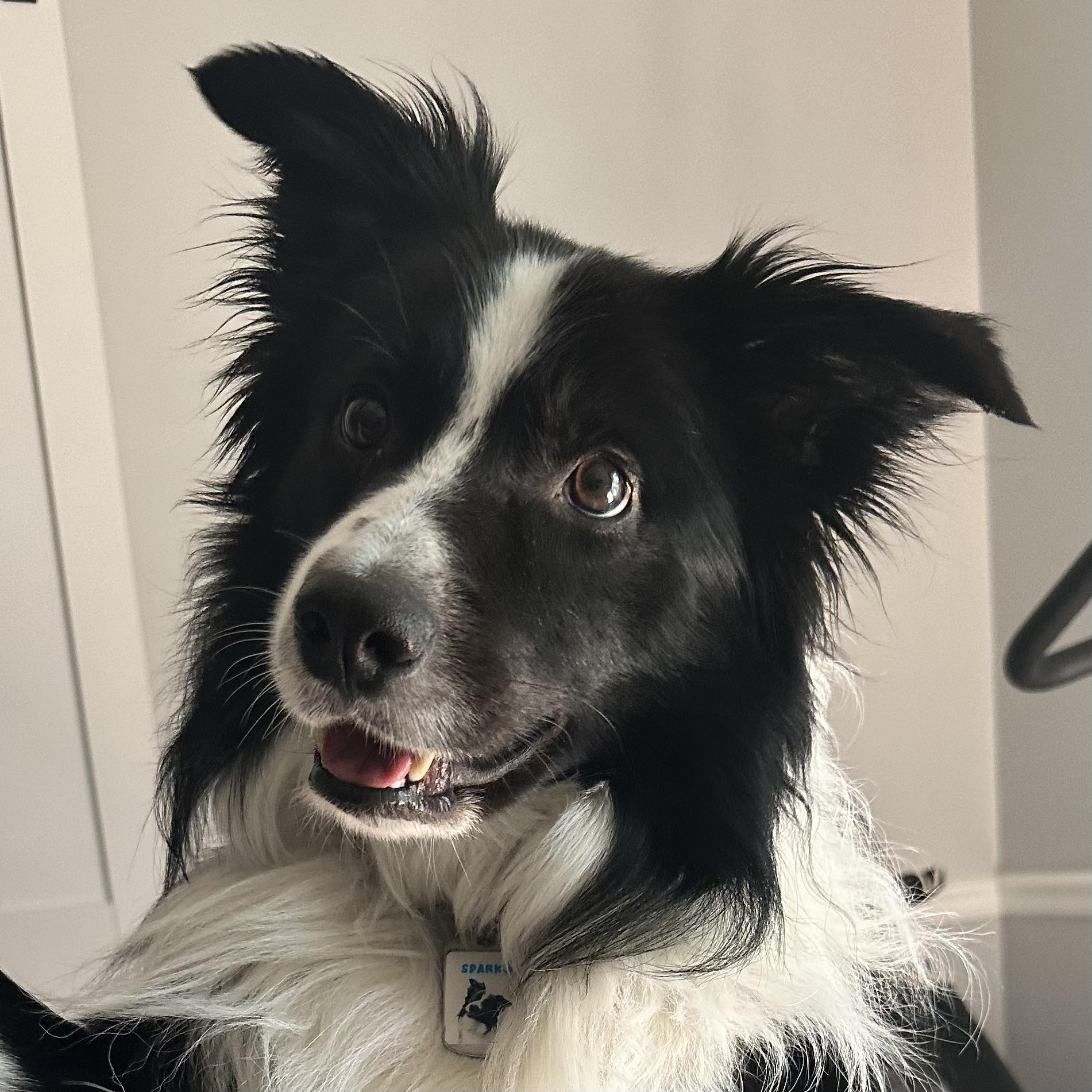 I am cute. I did it, I did it, and I admit it. #bordercollie #funnydogs ...