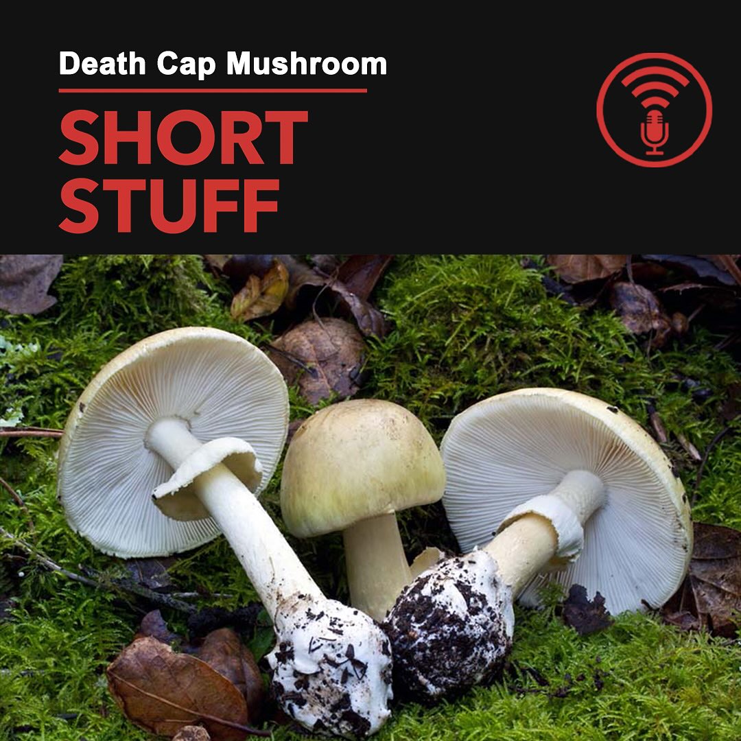 The death cap mushroom lives up to... - Stuff You Should Know | Facebook