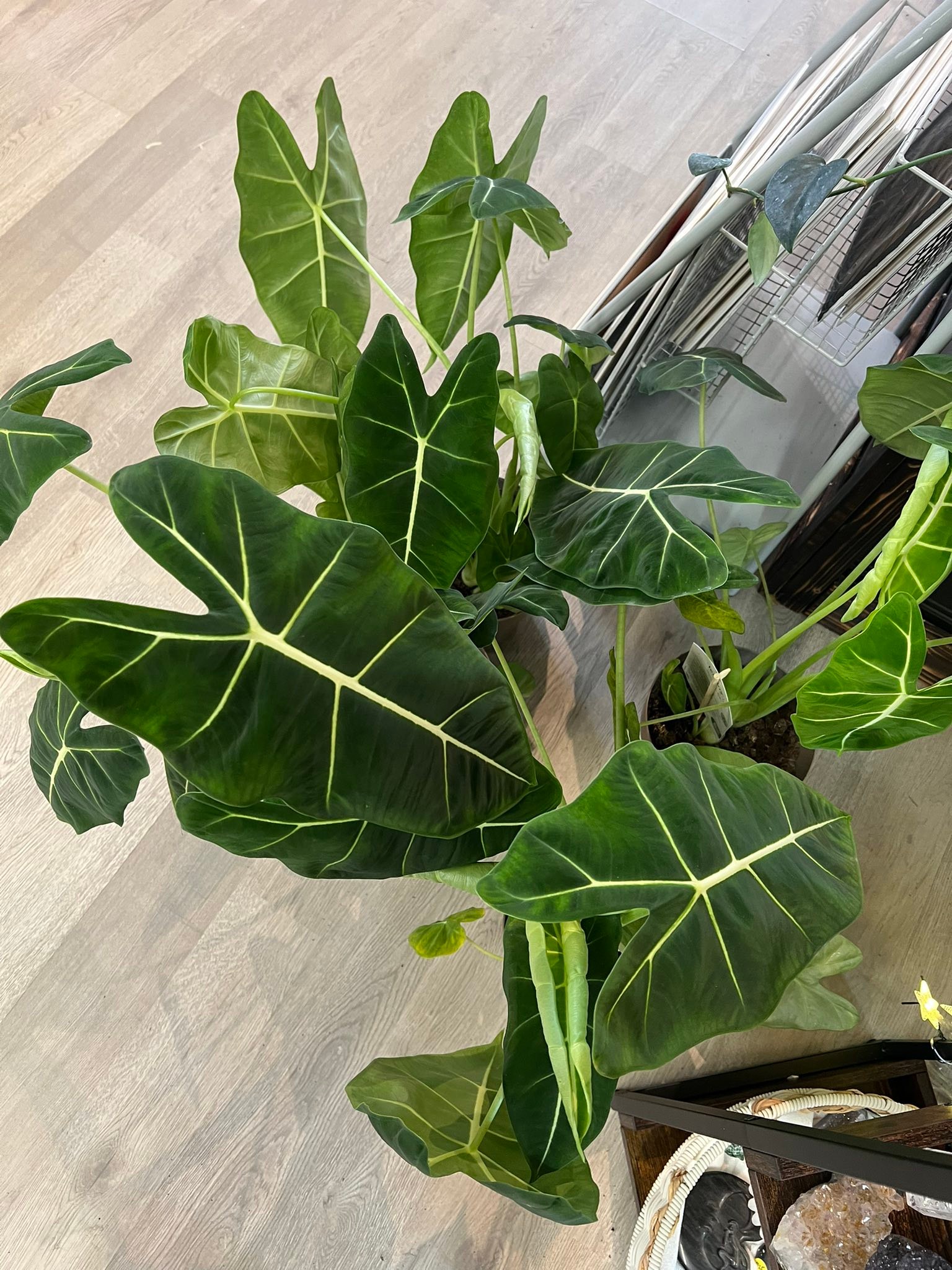 The Wicked Botanist Added A New Photo The Wicked Botanist
