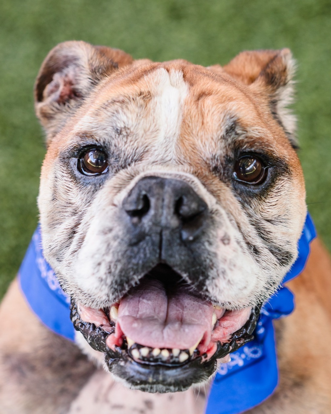 San Diego Humane Society Jenny Milkowski Tv Is Redefining Feline