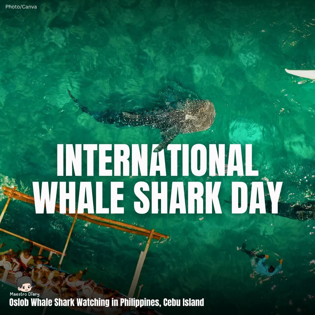 Maestro Diary - INTERNATIONAL WHALE SHARK DAY 🐳🌊 Every... | Facebook