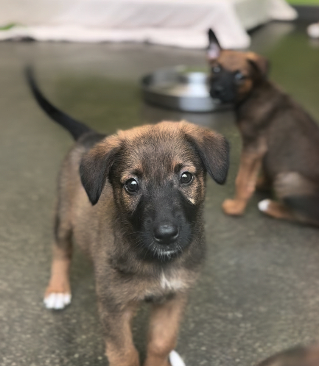 San Diego Humane Society Jenny Milkowski Tv Is Redefining Feline