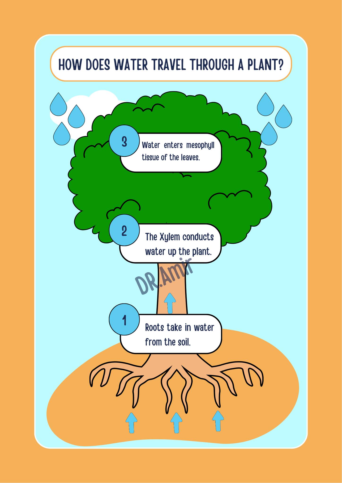 Biology IGCSE - Biology IGCSE added a new photo.