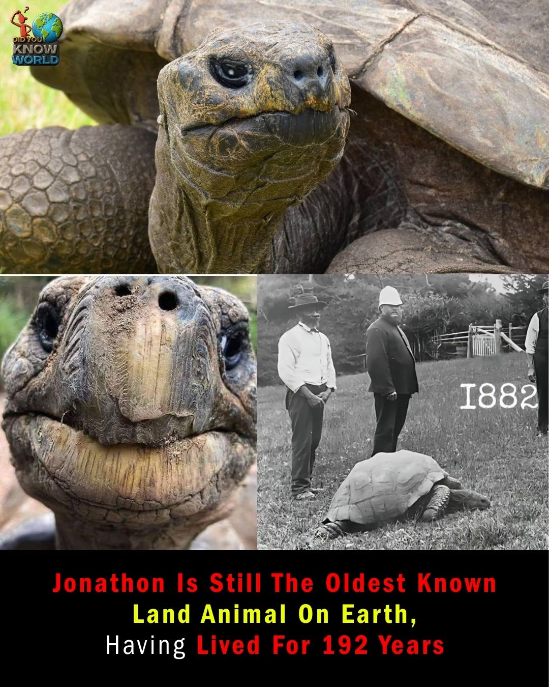 Did - Jonathan isn’t just remarkable — he’s history walking on four ...