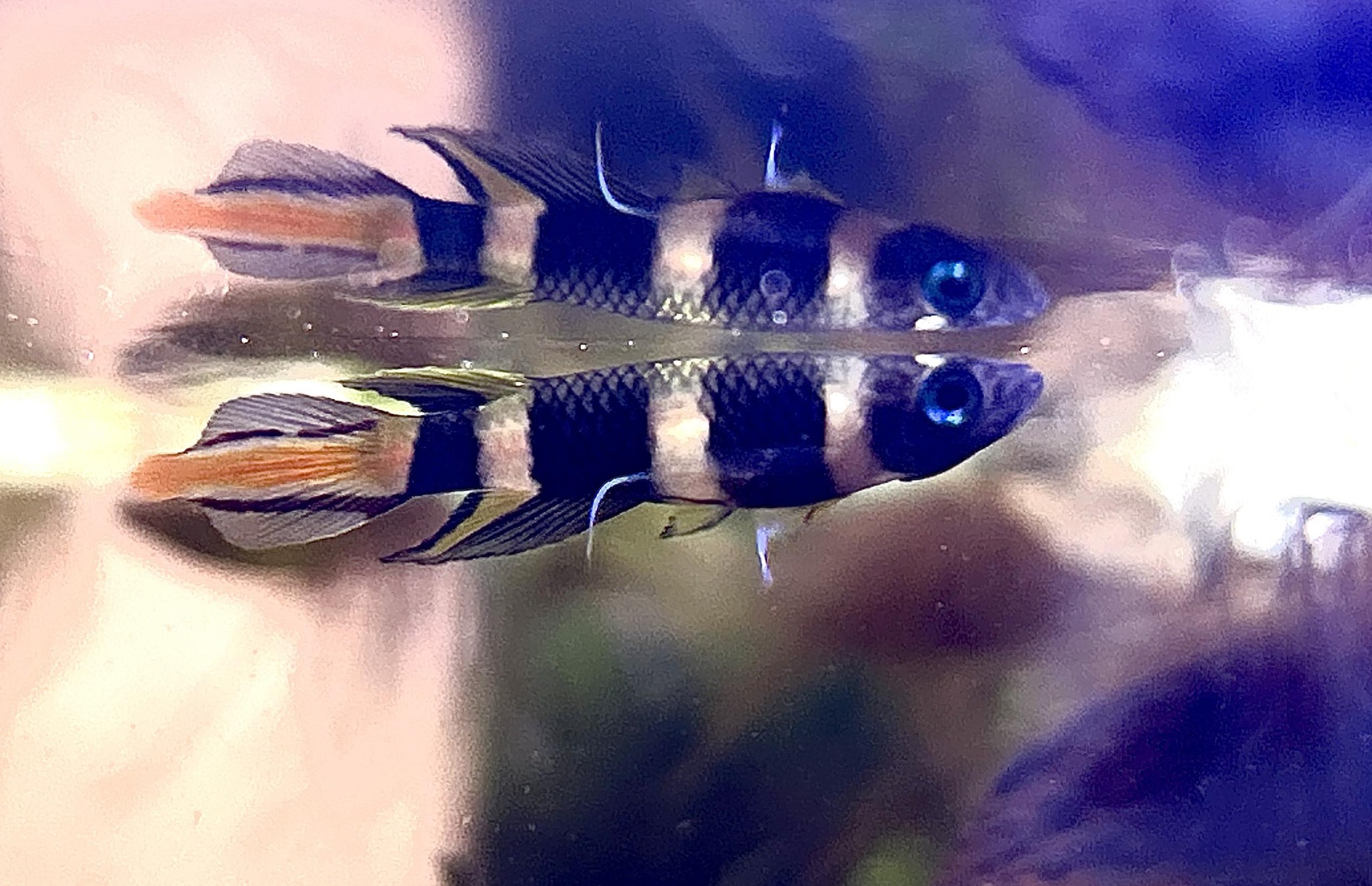 Water Colors Aquarium Gallery | Grand Rapids MI
