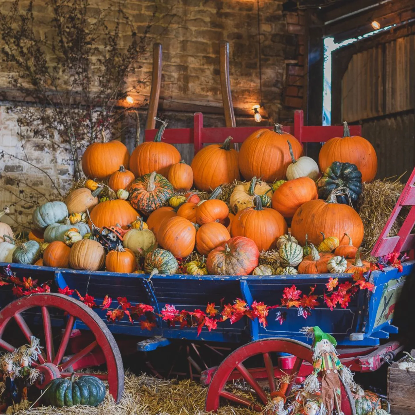 Costow - Ever wondered what thousands of pumpkins look like all laid ...