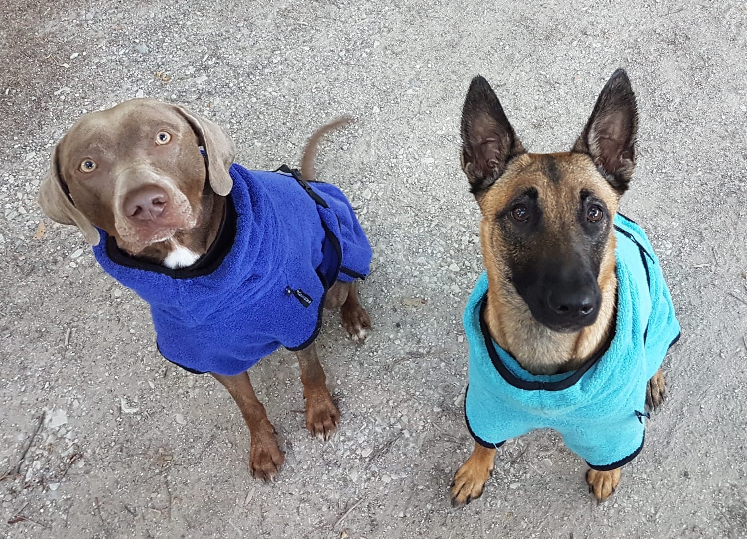 Hund Und Du Gtersloh