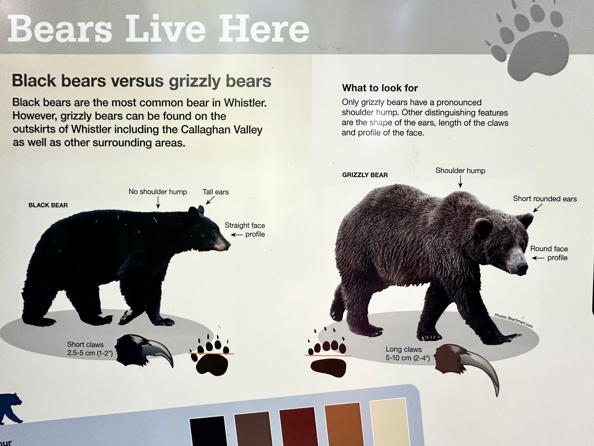 Wild - Bears live here ….this sign highlights the differences between ...