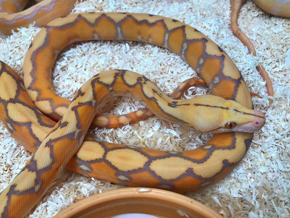 Updated Reticulated Python Bob Clark Reptiles 6844